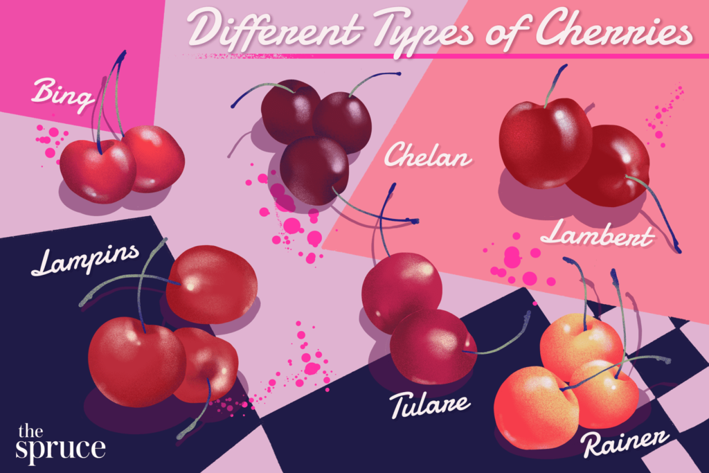 8 Types of Cherries - Which Is Right For You? - MM